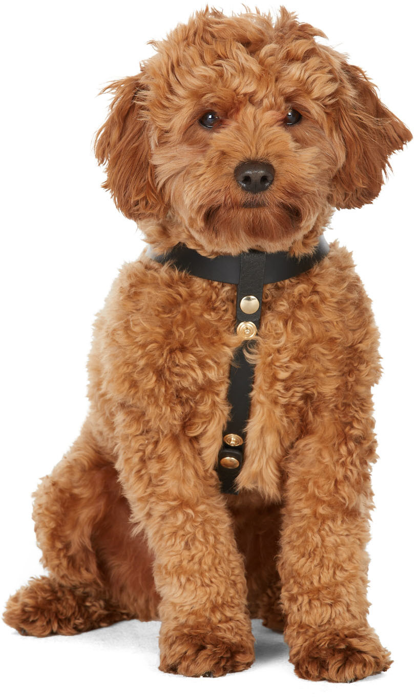 Fantastical Creatures Club Black One Click Harness