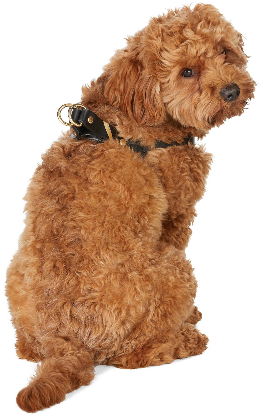 Fantastical Creatures Club Black One Click Harness